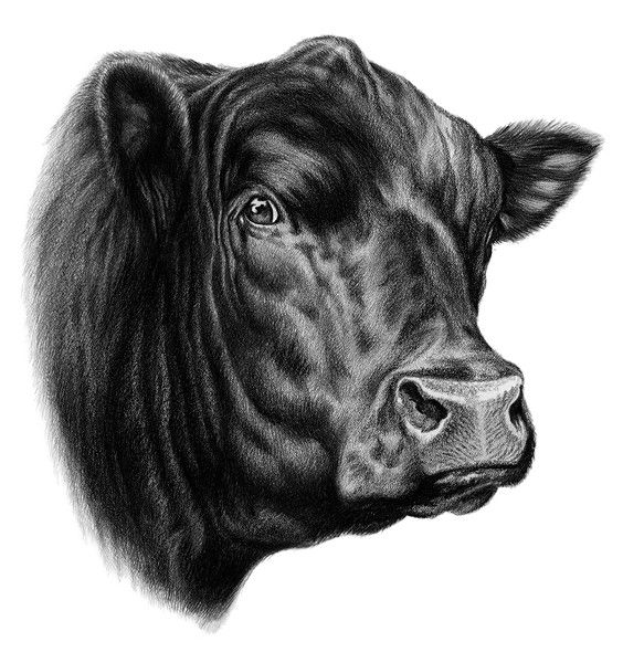 Angus History Book Website